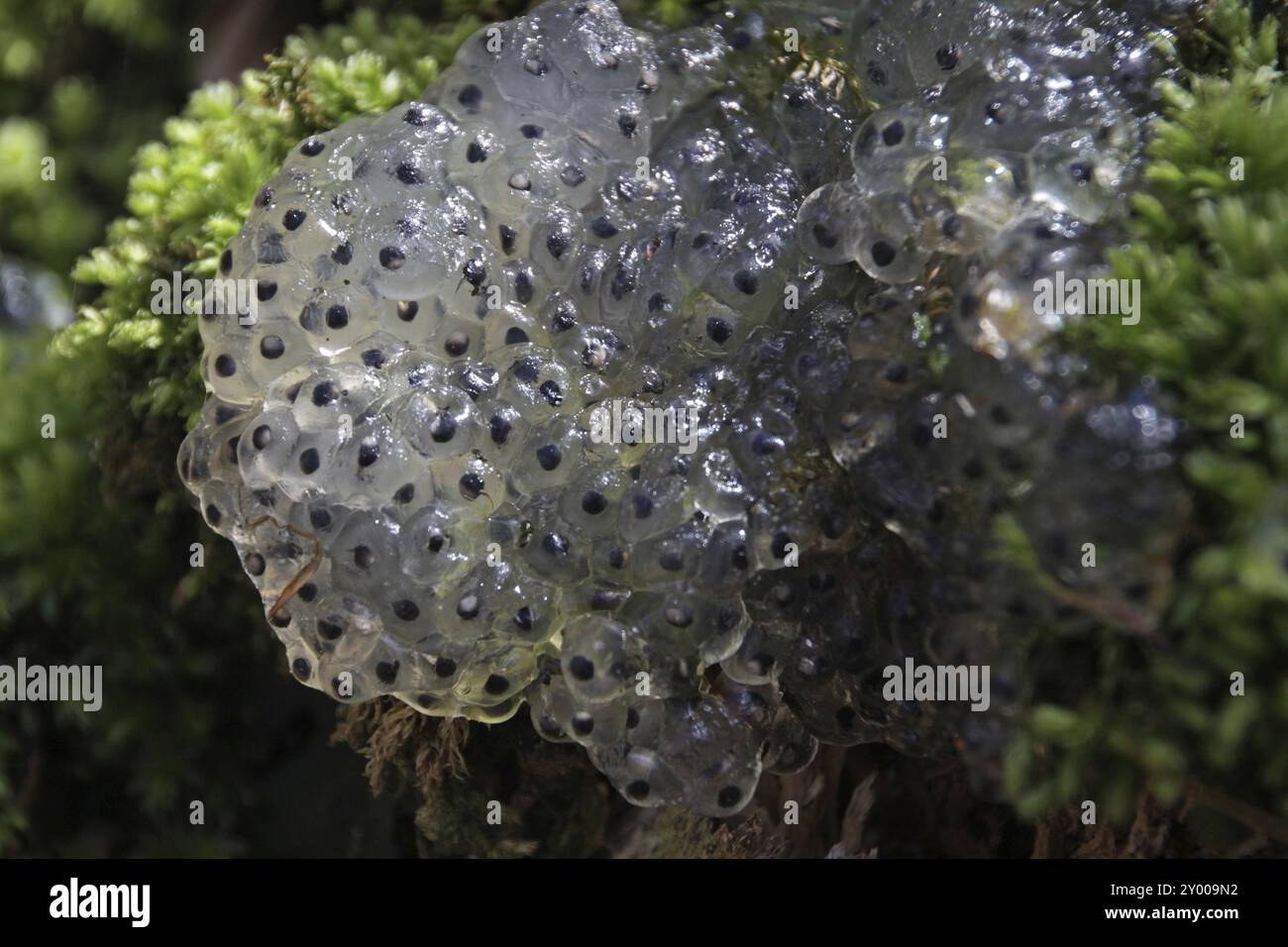 Frog eggs string hi-res stock photography and images - Alamy