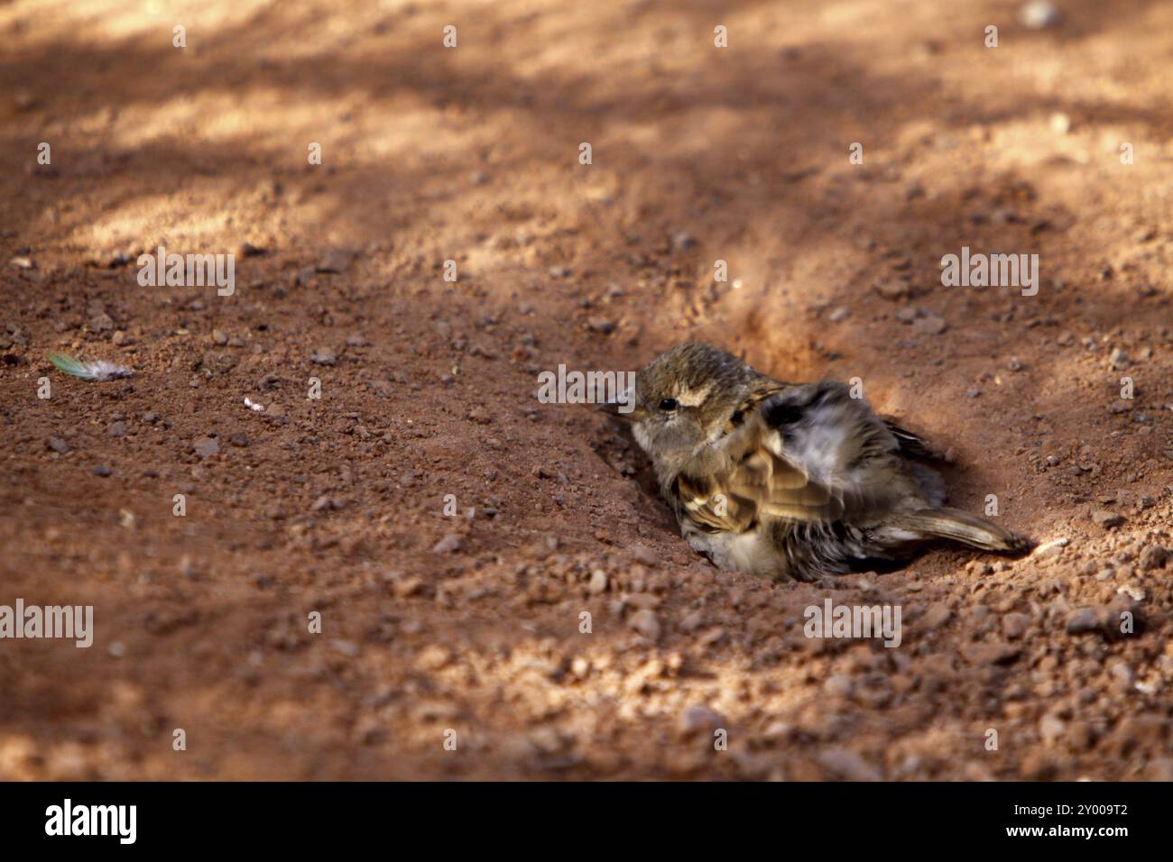 Sparrow having a sand bath Stock Photo - Alamy