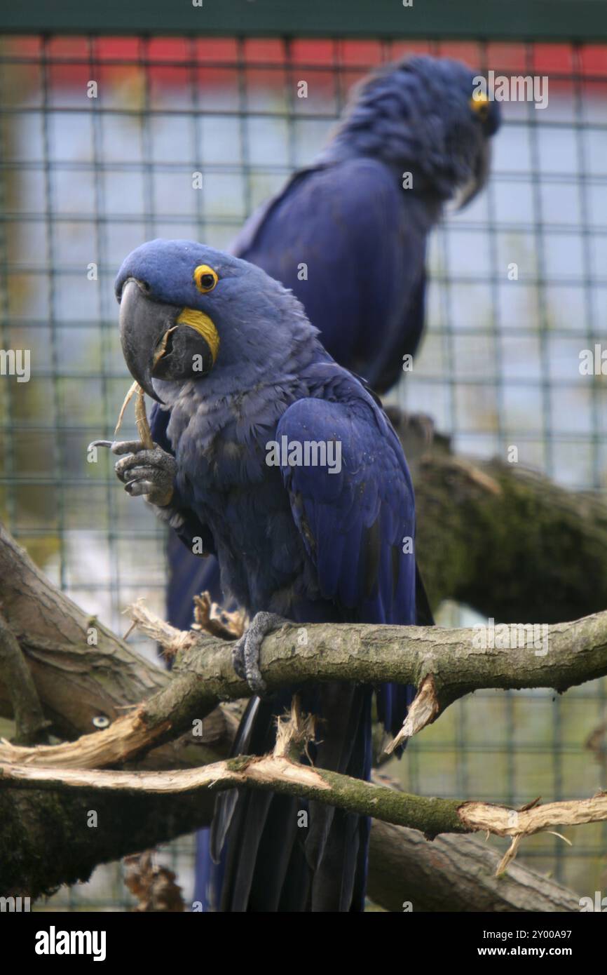 Macaws captivity hi-res stock photography and images - Alamy