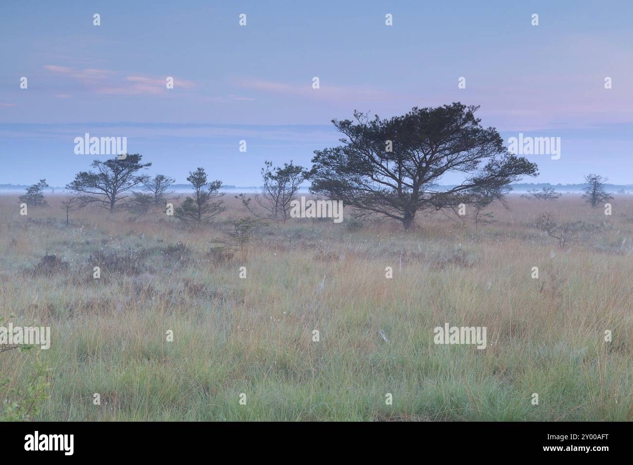 Misty summer sunrise on marsh with pine trees Stock Photo - Alamy