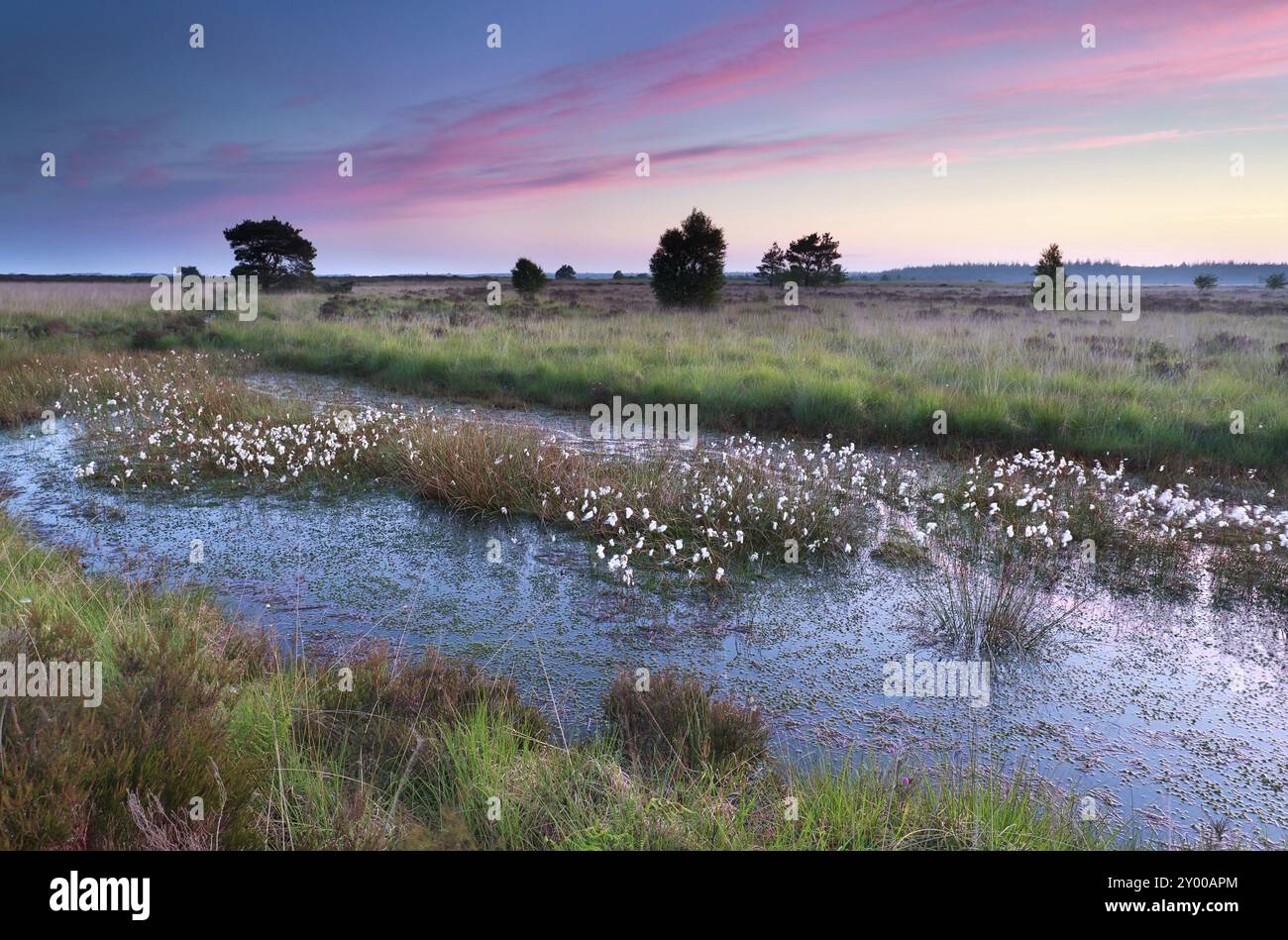 Sunrise over swamp with cotton grass, Friesland, Netherlands Stock ...