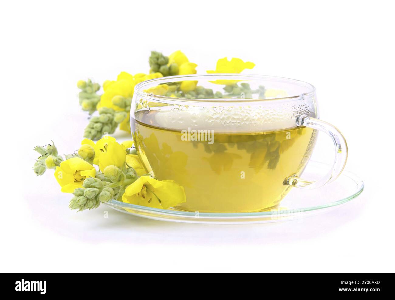 Tea mullein, tea mullein 01 Stock Photo - Alamy