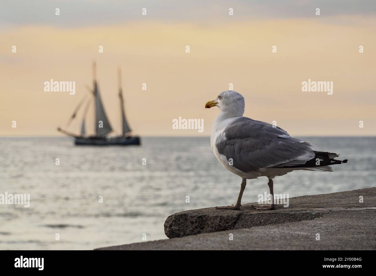 Sailing ship and seagull at the Hanse Sail in Rostock Stock Photo - Alamy