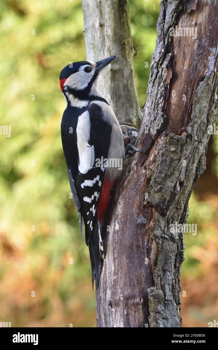 Dendrocopus major, (Picoides major Stock Photo - Alamy