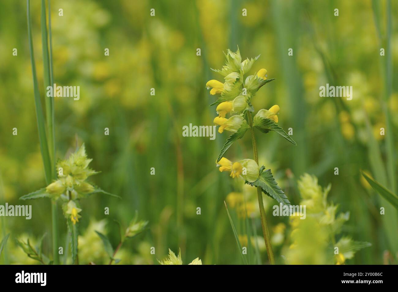 Rhinanthus alectorolophus, hairy rattle pot, shaggy rattle pot on Lake ...