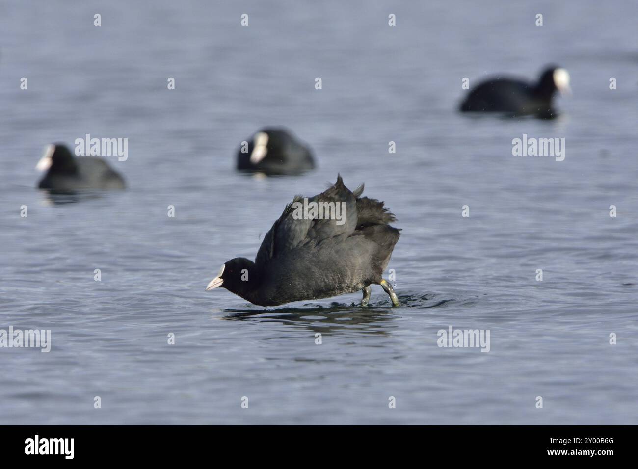 Eurasian Coot in the mating season. Eurasian coots during the mating ...