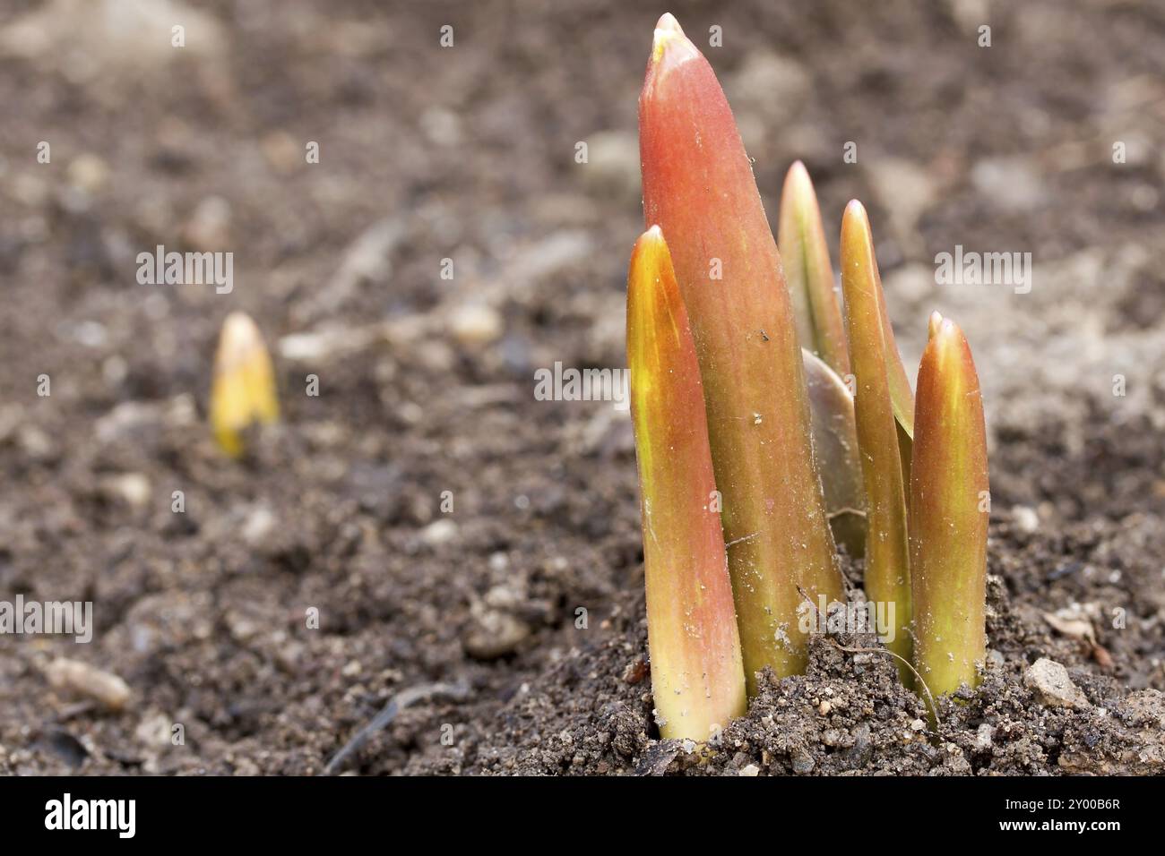 Plant shoots in spring Stock Photo - Alamy