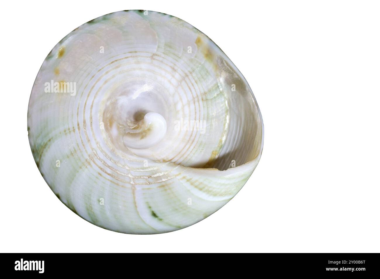 Shell sea snail in Cut Out Stock Images & Pictures - Alamy