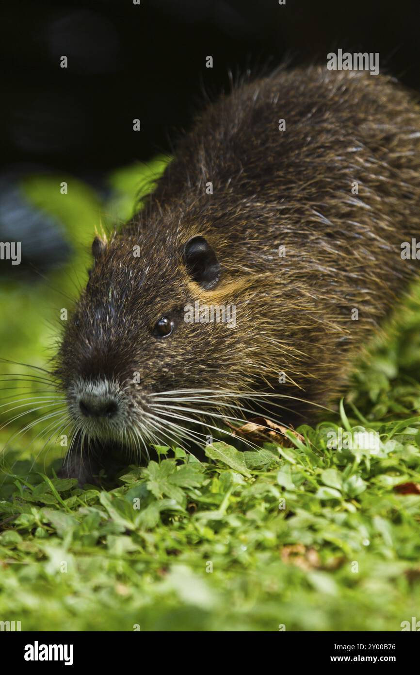 Nutria (Myocastor coypus Stock Photo - Alamy