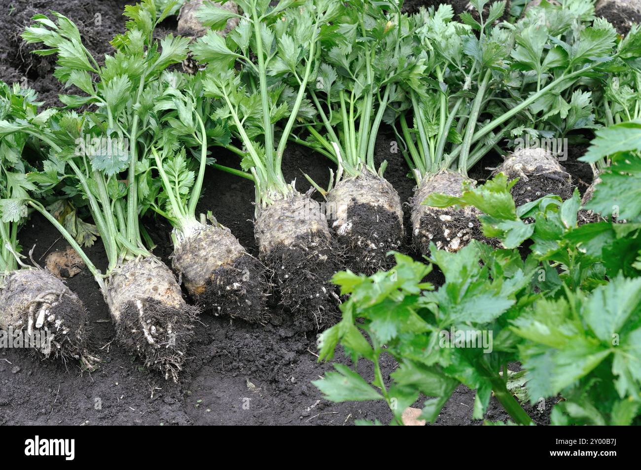 the stack of freshly harvested ripe celery plants (root vegetables) in ...