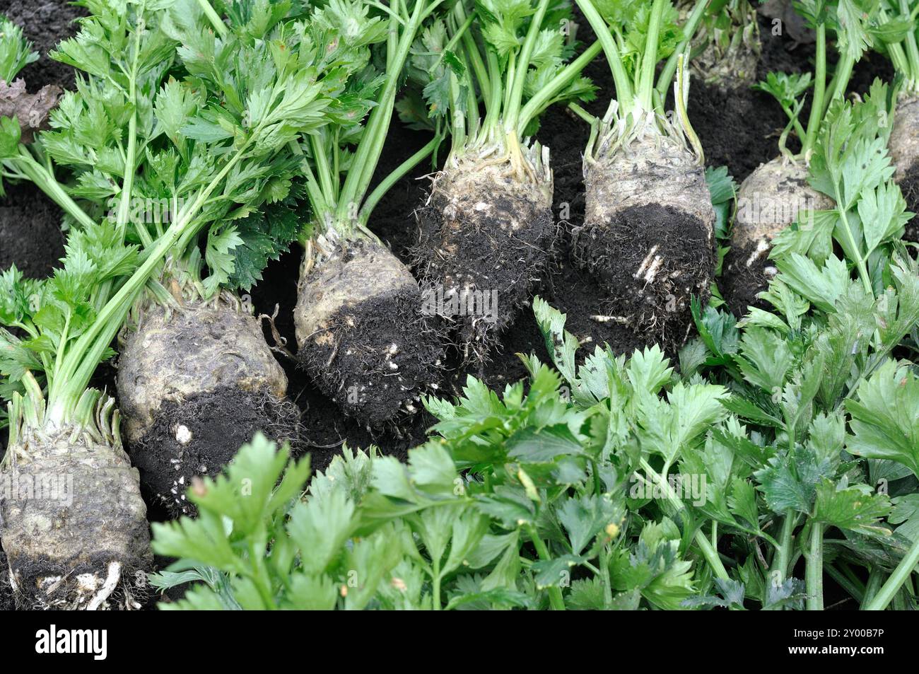 the stack of freshly harvested ripe celery plants (root vegetables) in ...