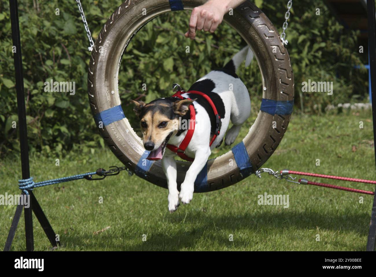 Jack Russell Terrier jumping in a tyre Stock Photo - Alamy