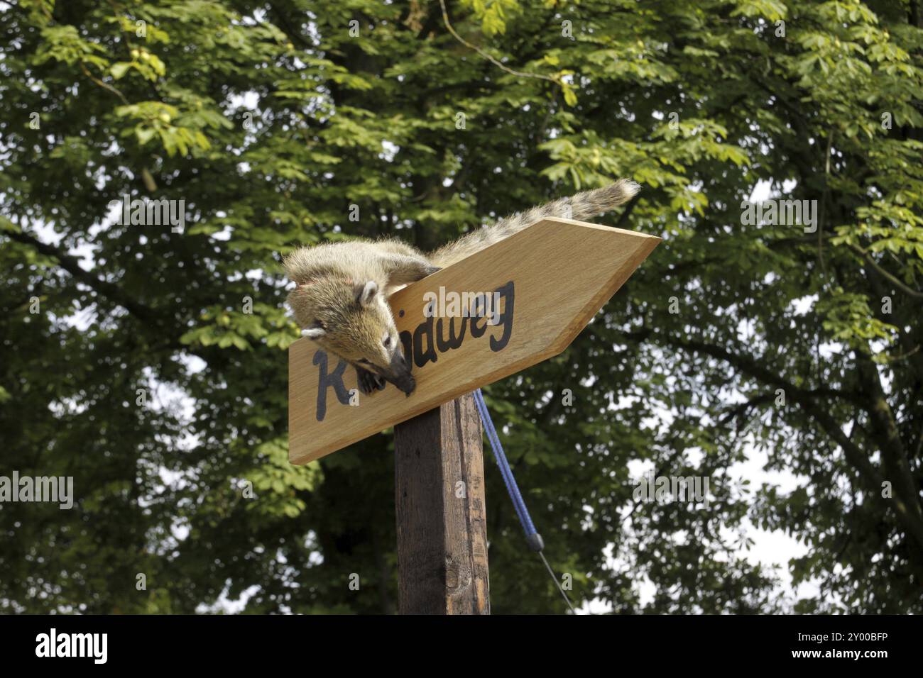 Coati on circular route sign Stock Photo - Alamy