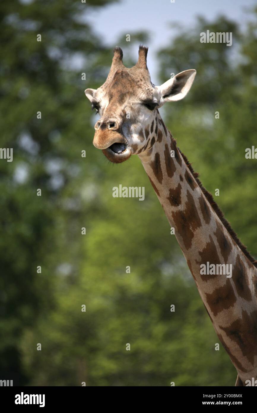 Beautiful long neck Stock Photo - Alamy