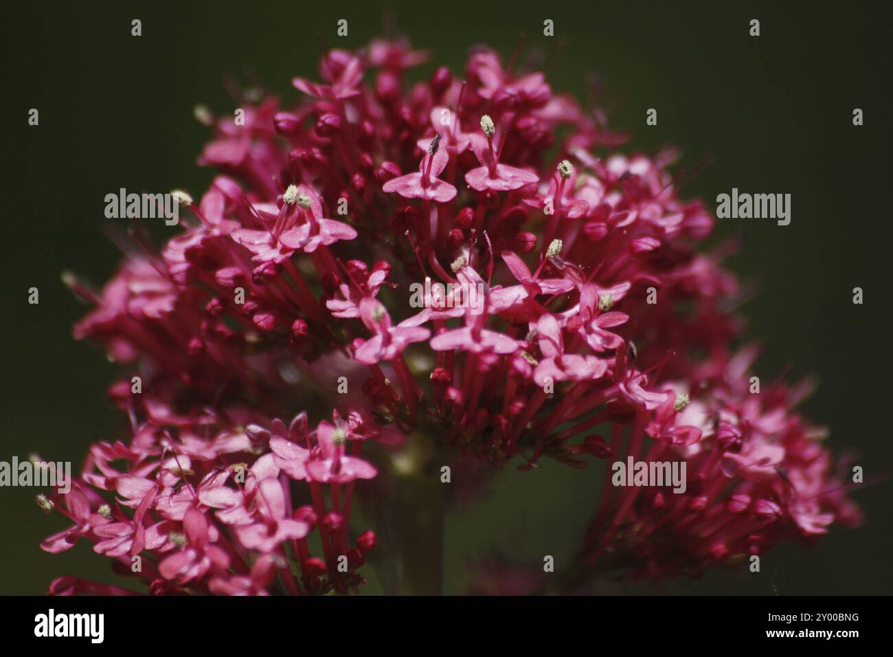 Red spur flower Stock Photo - Alamy