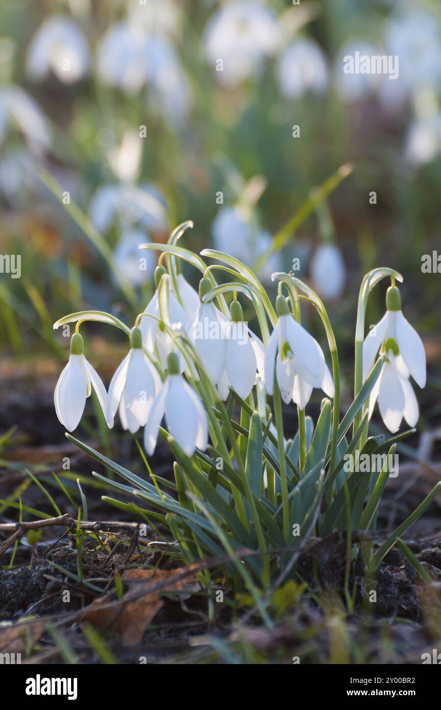 Backlight situation hi-res stock photography and images - Alamy