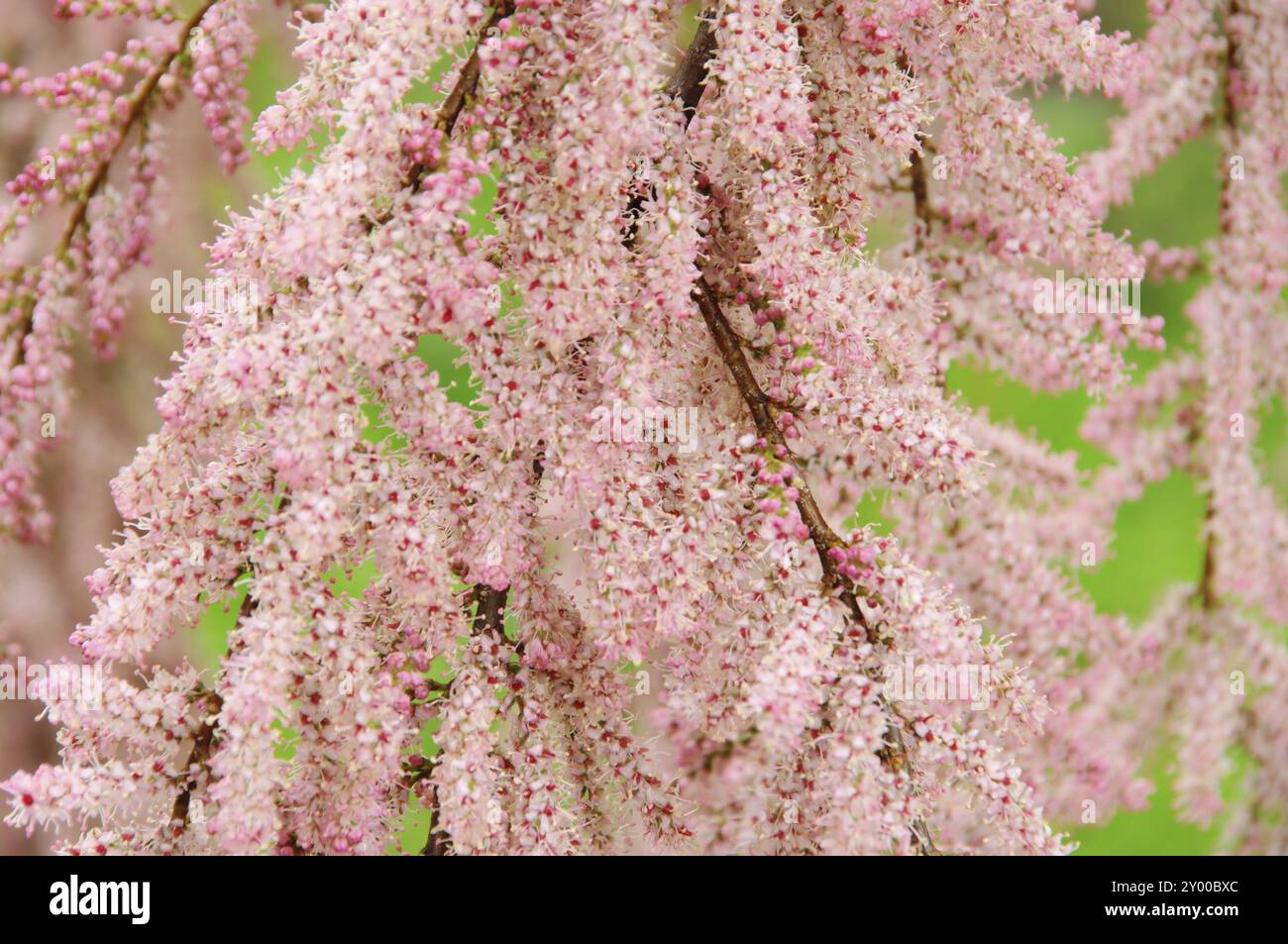 Tamarisk, Tamarix 02 Stock Photo - Alamy