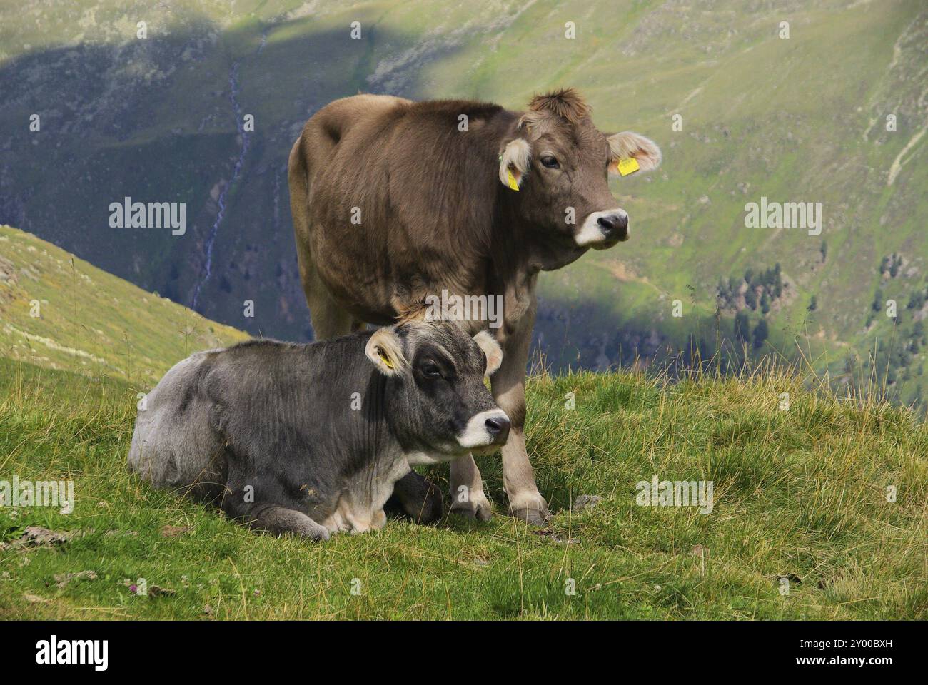 Alpine cow, Alpine cow Stock Photo - Alamy