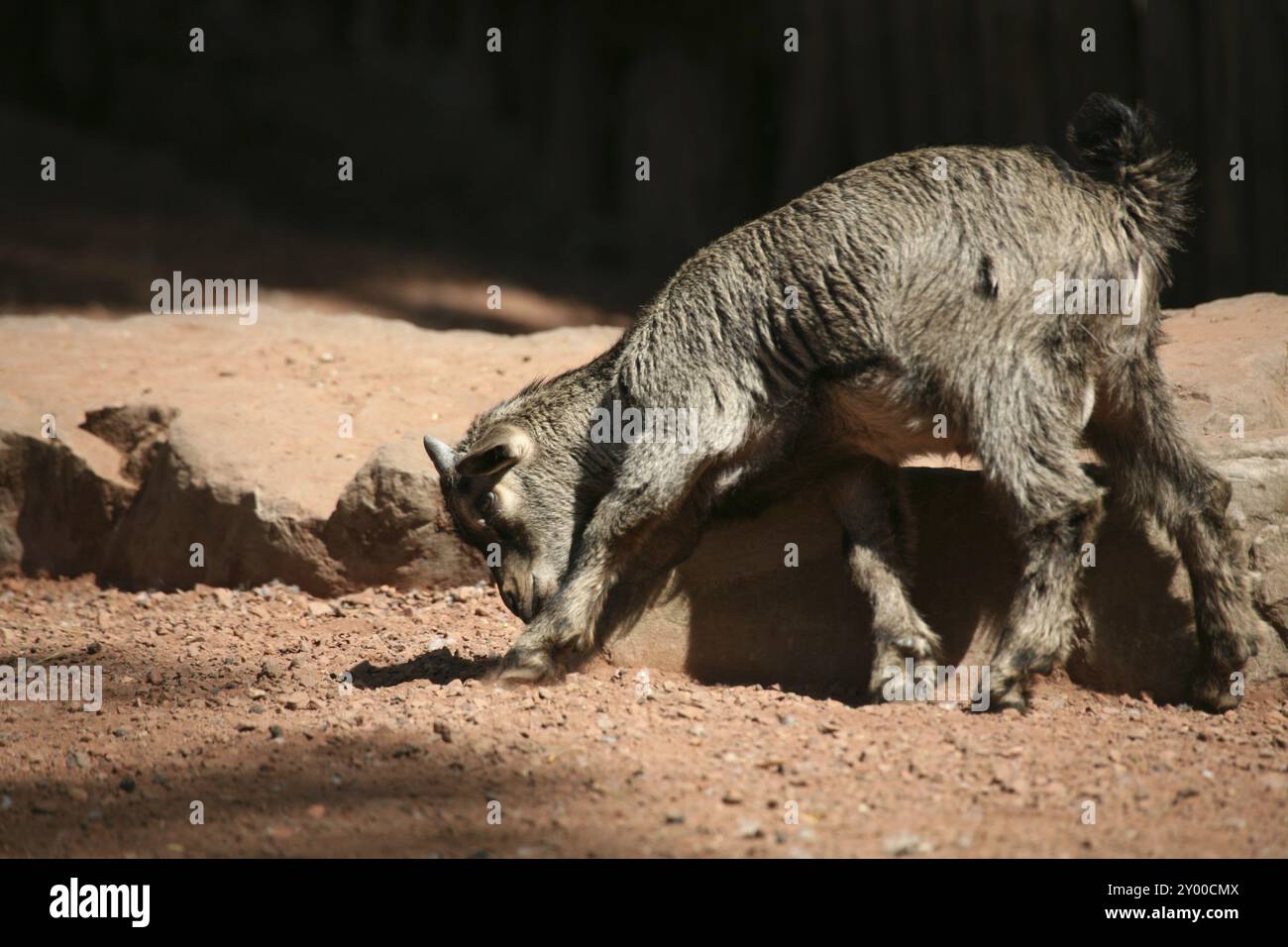 African dwarf goat (Capra aegagrus f. hircus Stock Photo - Alamy