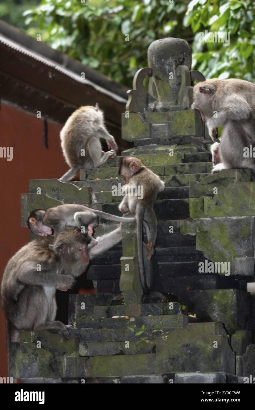 Makaken auf Bali Stock Photo - Alamy