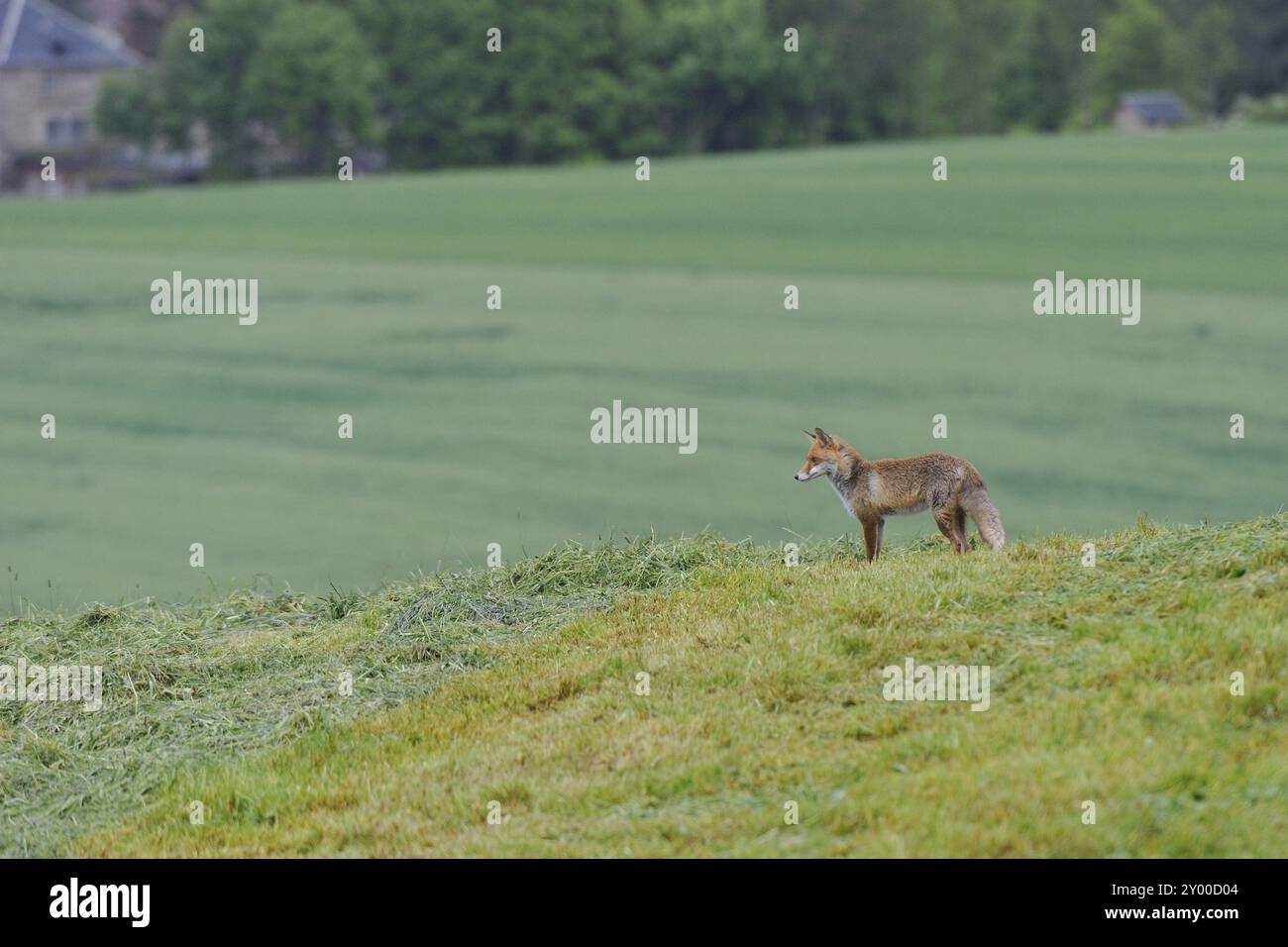 Red Fox running in a meadow Stock Photo - Alamy