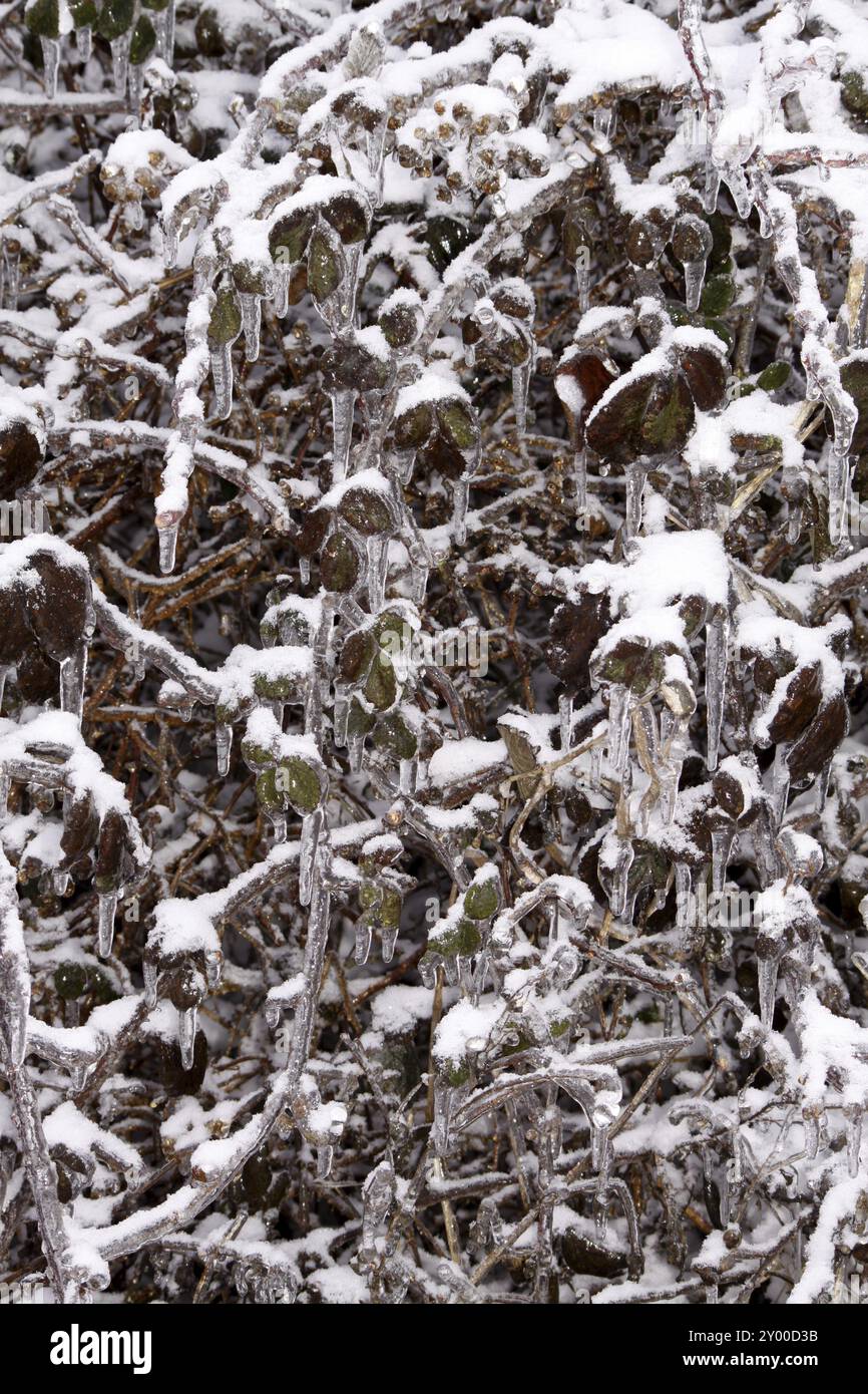 Bough mantle hi-res stock photography and images - Alamy