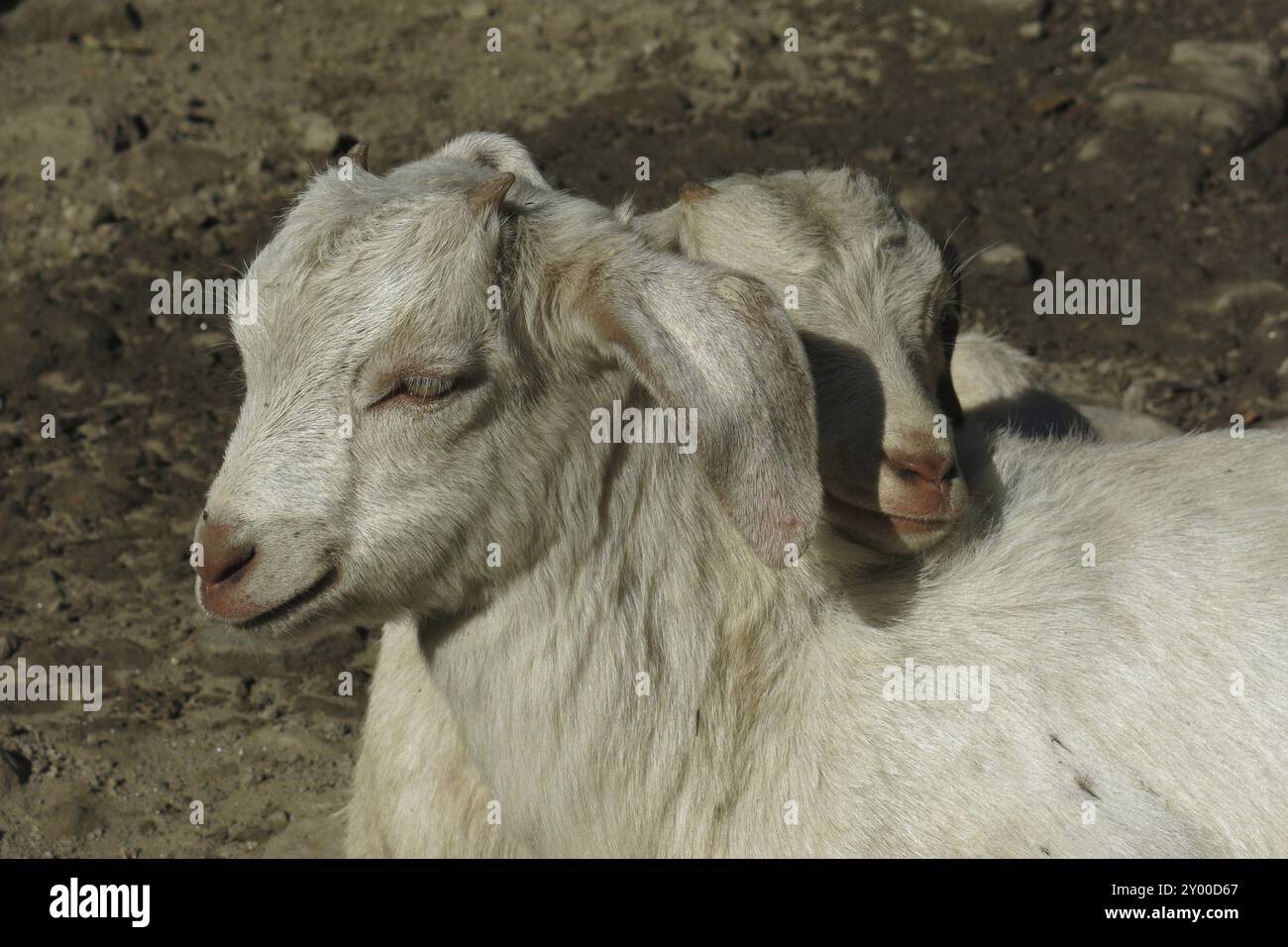Two white baby goats snuggled up together Stock Photo - Alamy