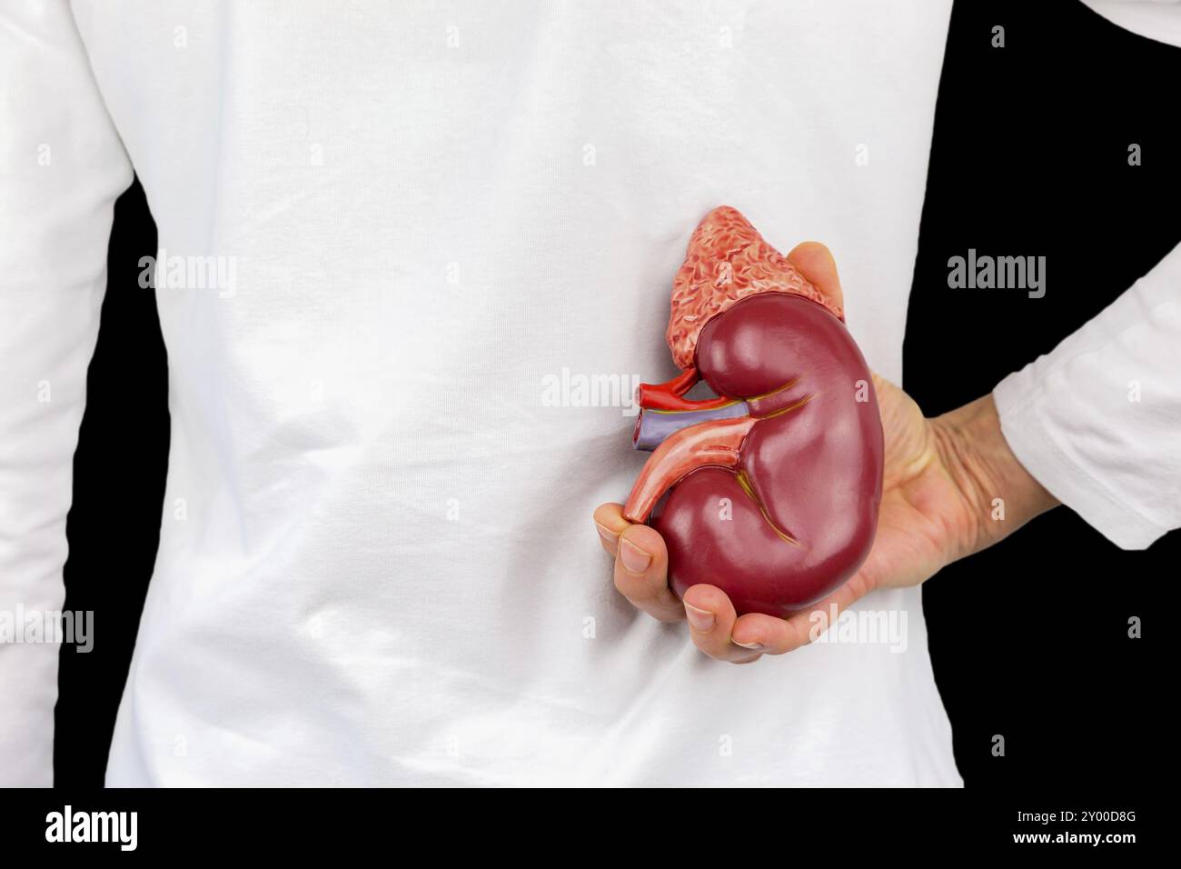 Female hand holding human kidney organ at back of body isolated on ...