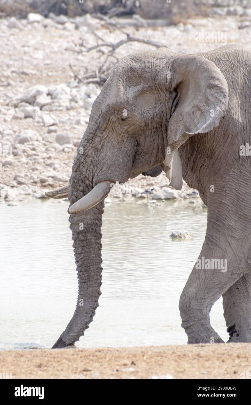 Elephant relaxing in water hi-res stock photography and images - Alamy