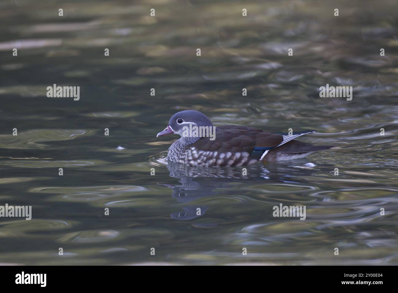 Mandarin duck, female, Aix galericulata, mandarin duck, female Stock ...