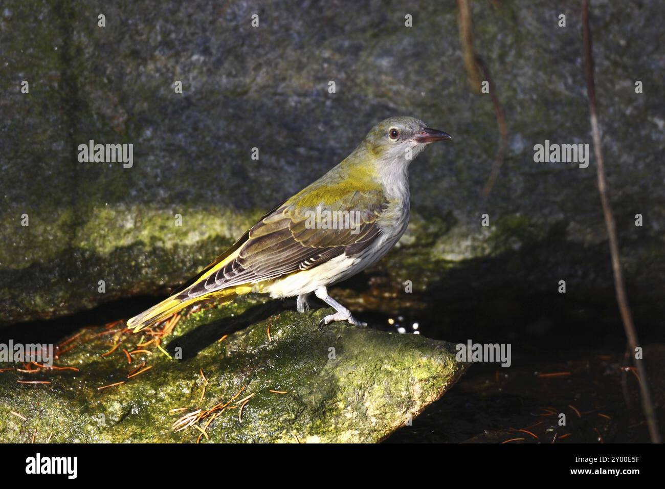 Pirol, Oriolus oriolus, Eurasian golden oriole Stock Photo - Alamy
