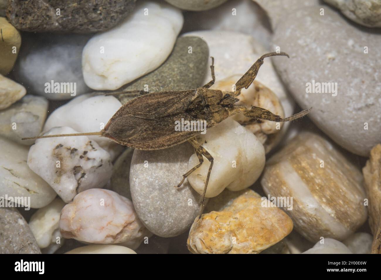 Water bug, Nepomorpha Stock Photo - Alamy