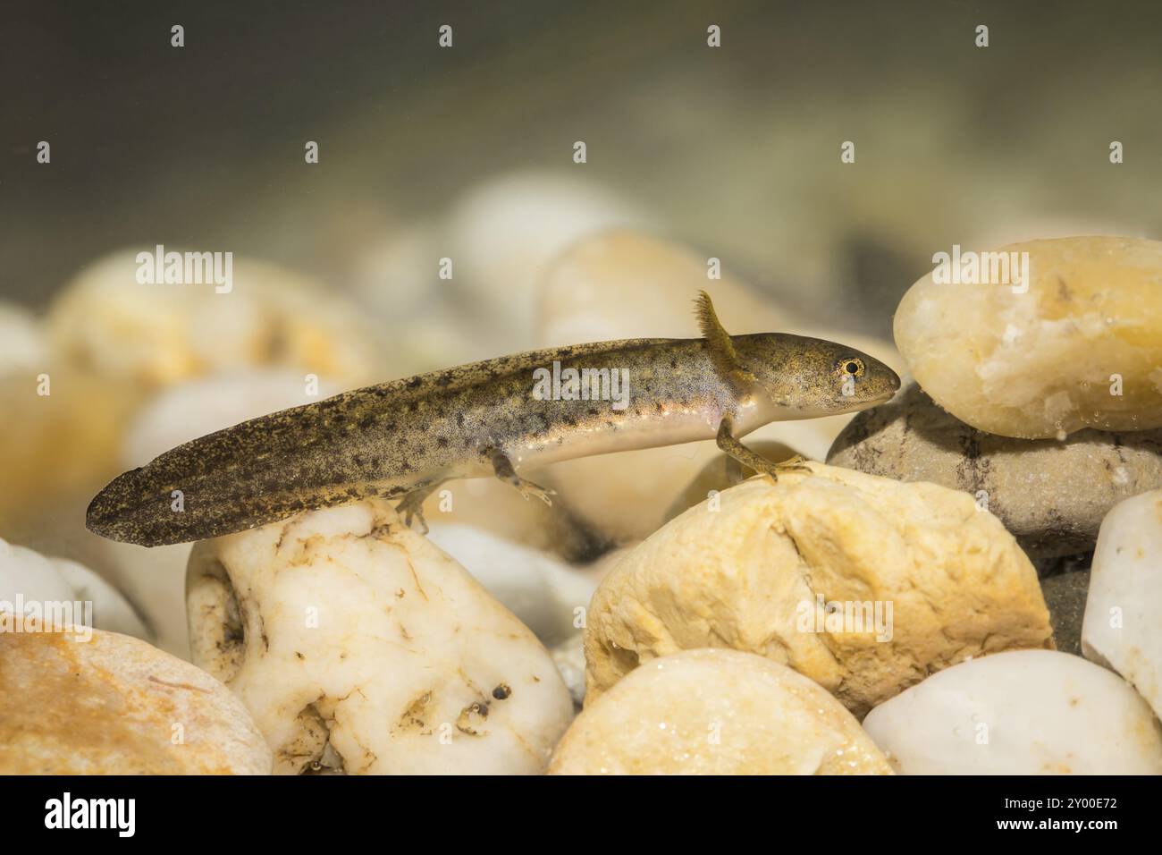 Pond newt larva, Lissotriton vulgaris, smooth newt Stock Photo - Alamy