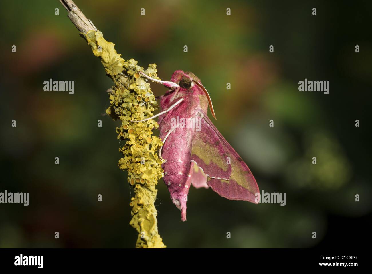 Small elephant hawk-moth Deilephila porcellus, small elephant hawk-moth ...