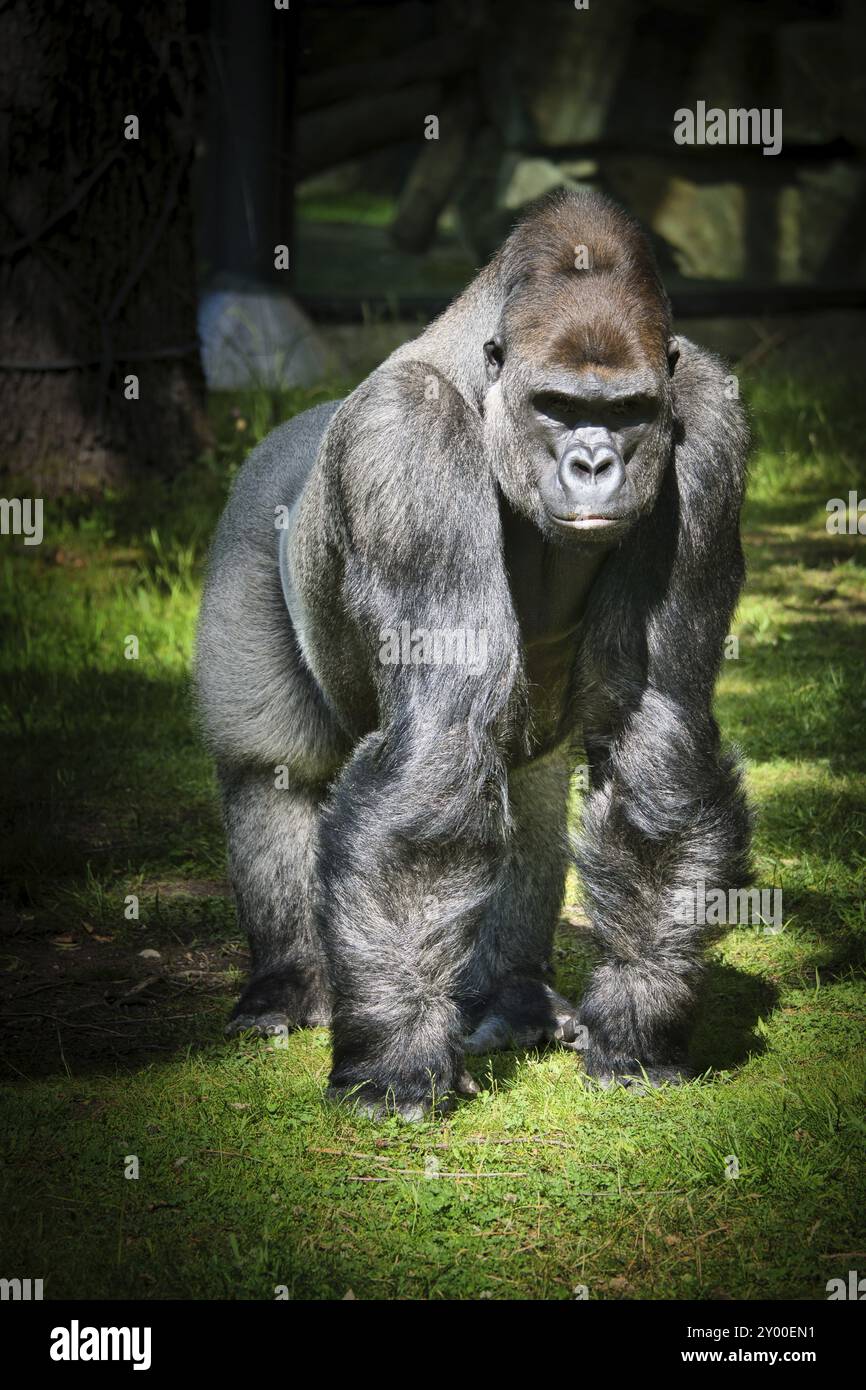 Gorilla, Silver back. The herbivorous big ape is impressive and strong. Endangered species ...