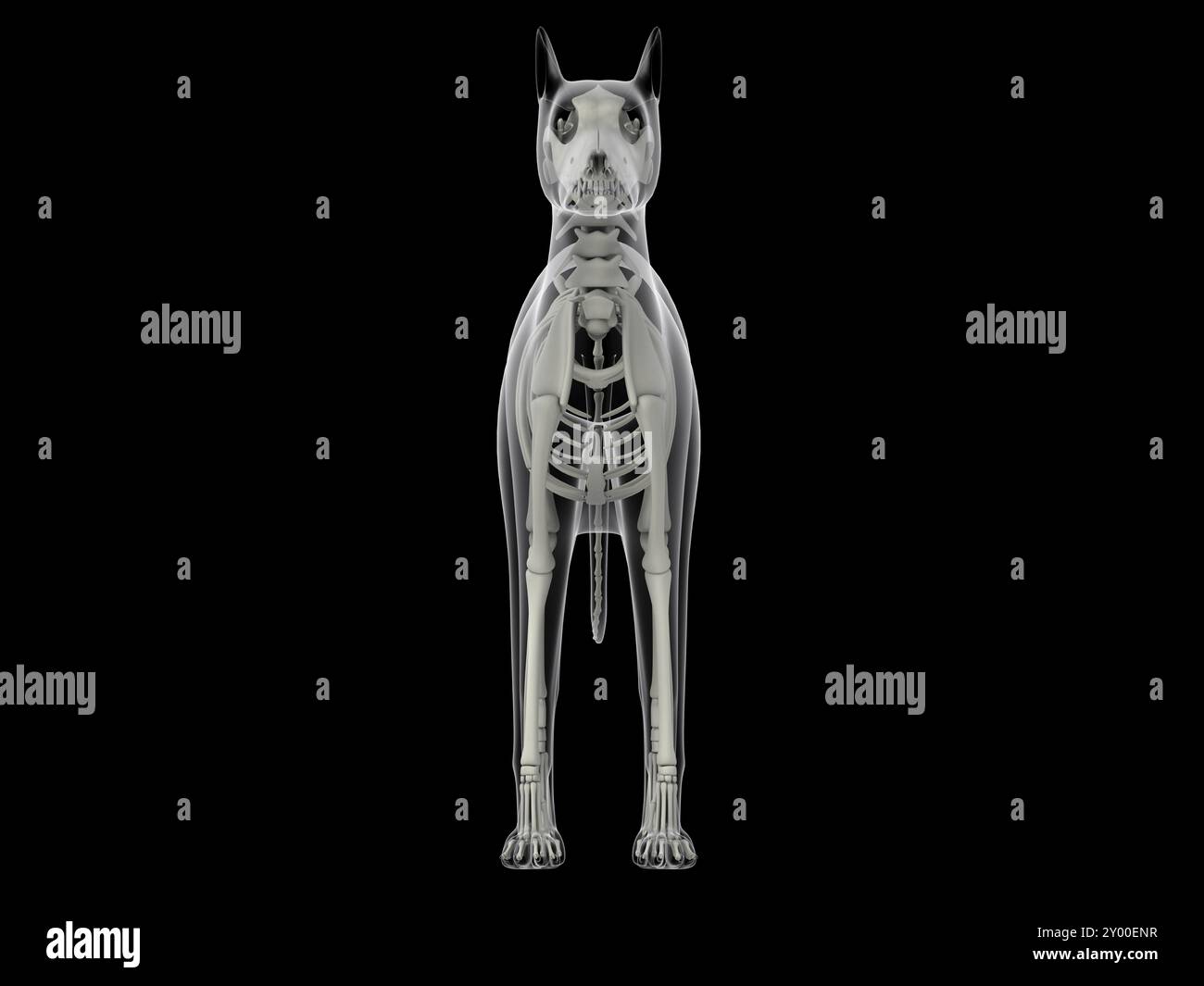 Front skull x ray image hi-res stock photography and images - Alamy