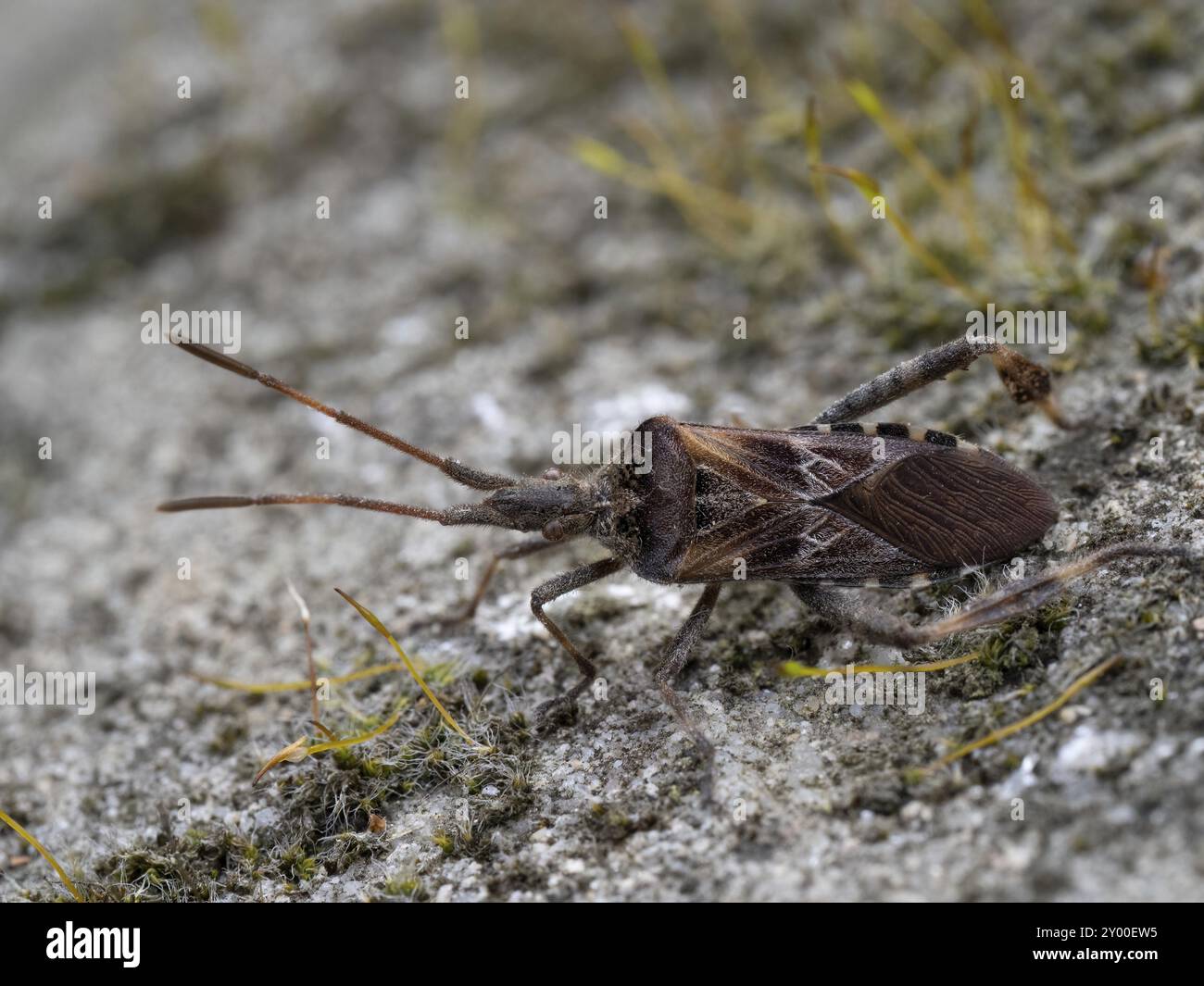 A Western conifer seed bug sitting on a stone Stock Photo - Alamy