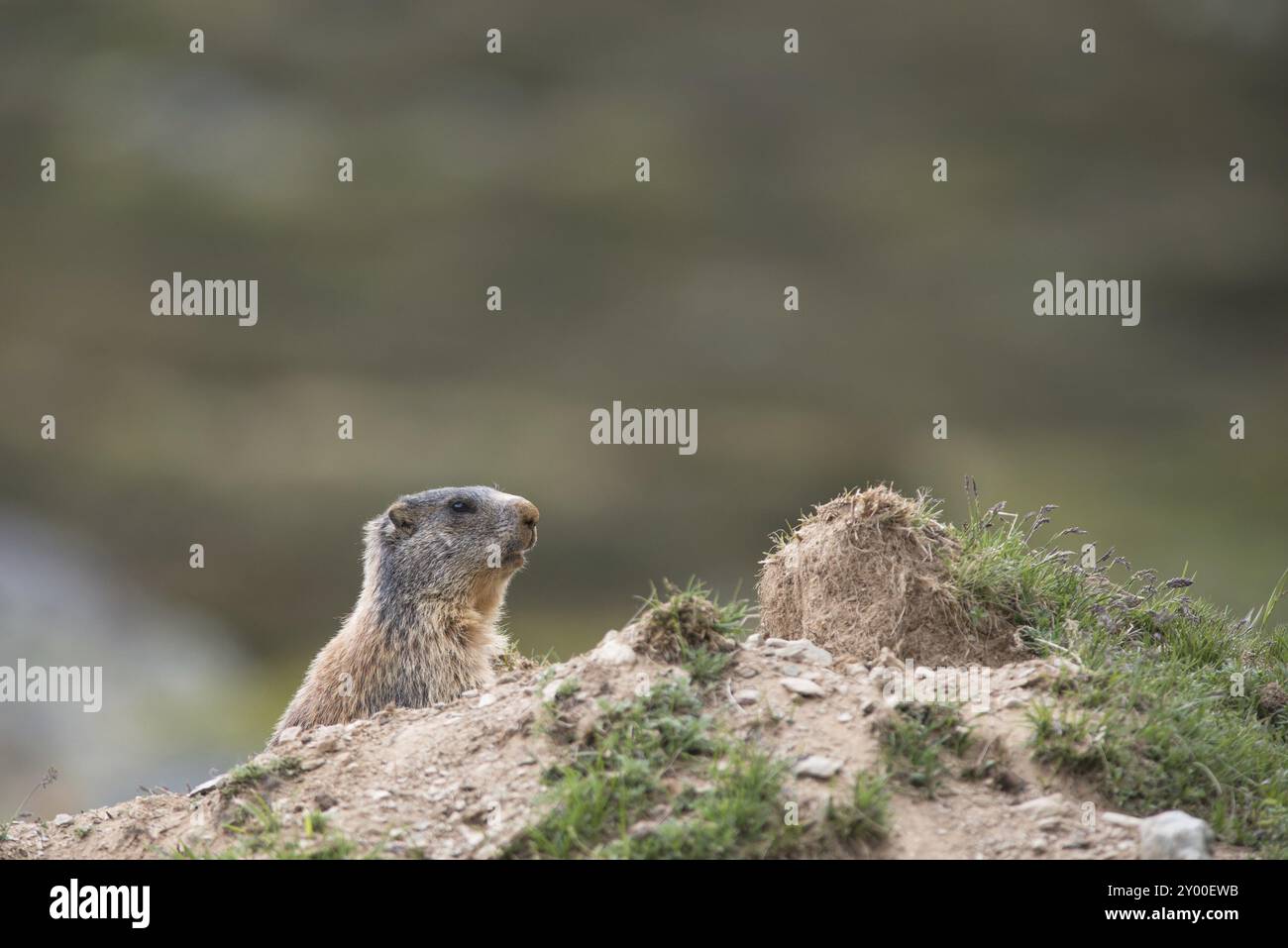Rodents burrowing animals animal wildlife hi-res stock photography and ...