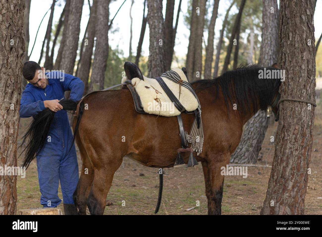Stable worker placing the saddle on a brown horse, horizontal cutout ...