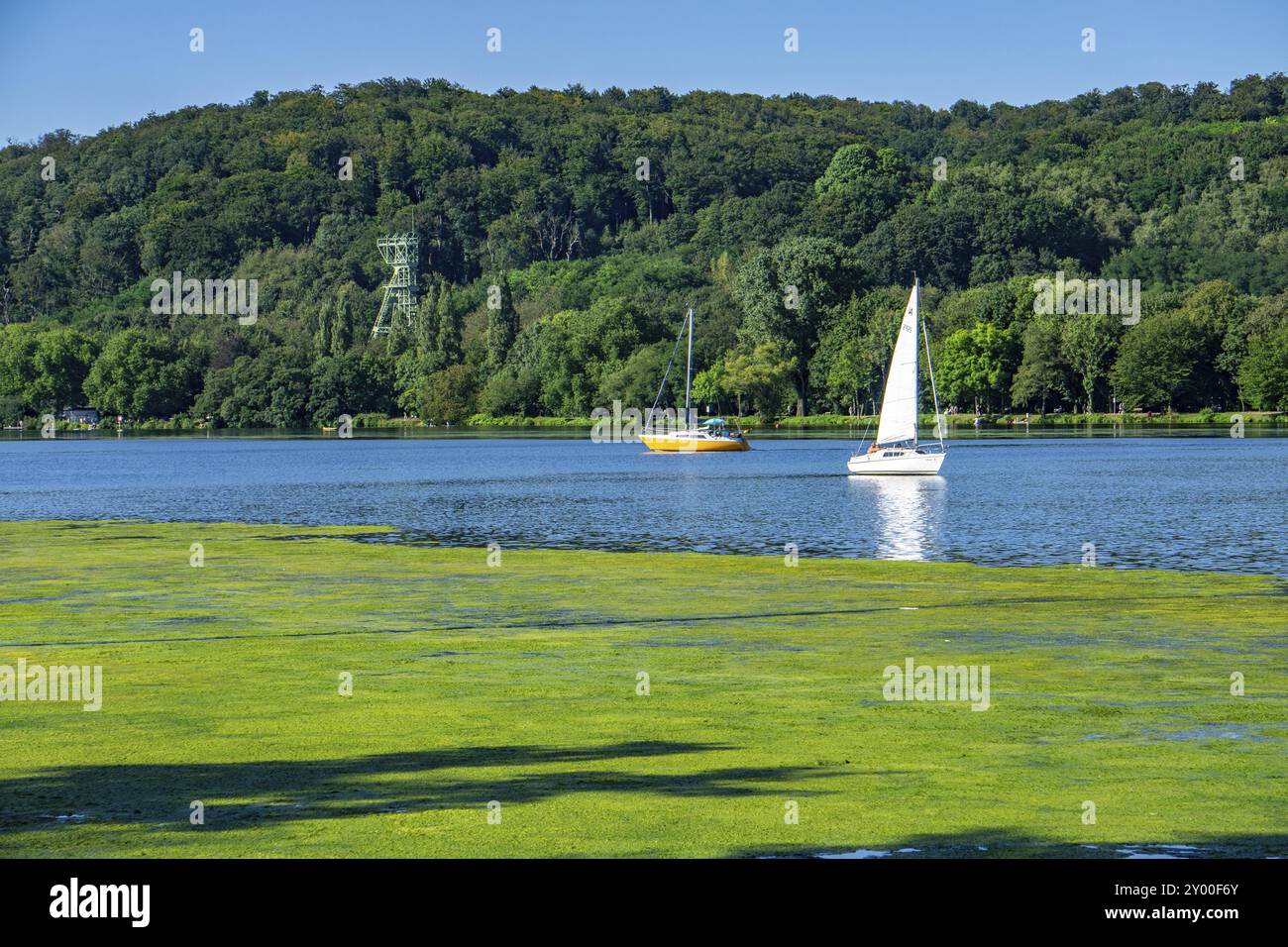 Waterweed, Elodea, an invasive species, green carpet of plants on Lake ...