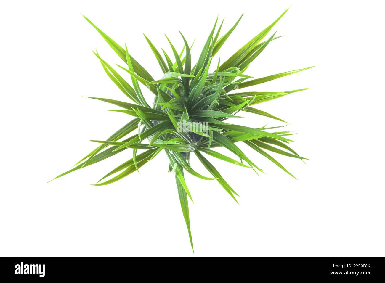 Grass above view Cut Out Stock Images & Pictures - Alamy