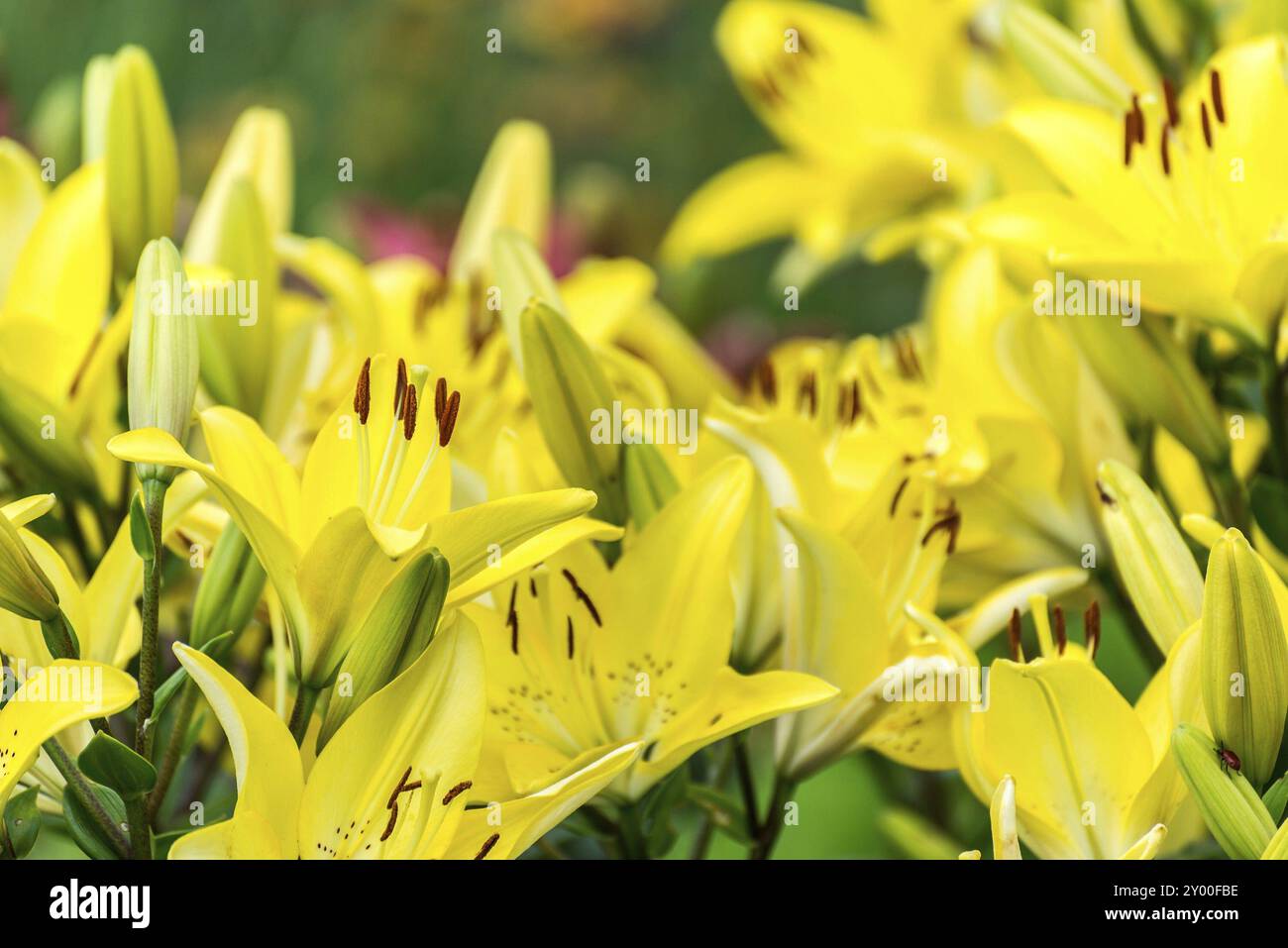 Lots yellow lilies in hi-res stock photography and images - Alamy