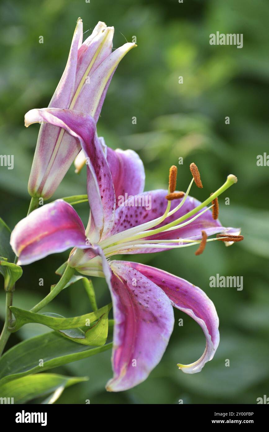 Beautiful lily quality white and a pink Colour Stock Photo - Alamy