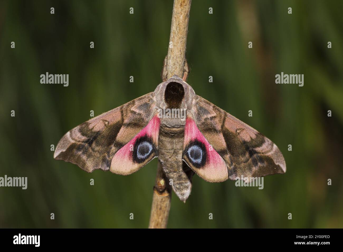 Evening peacock-eye, Smerinthus ocellata, eyed hawk-moth Stock Photo ...