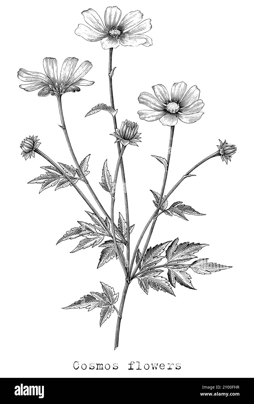 Antique engraving illustration of Cosmos flower black and white clip ...