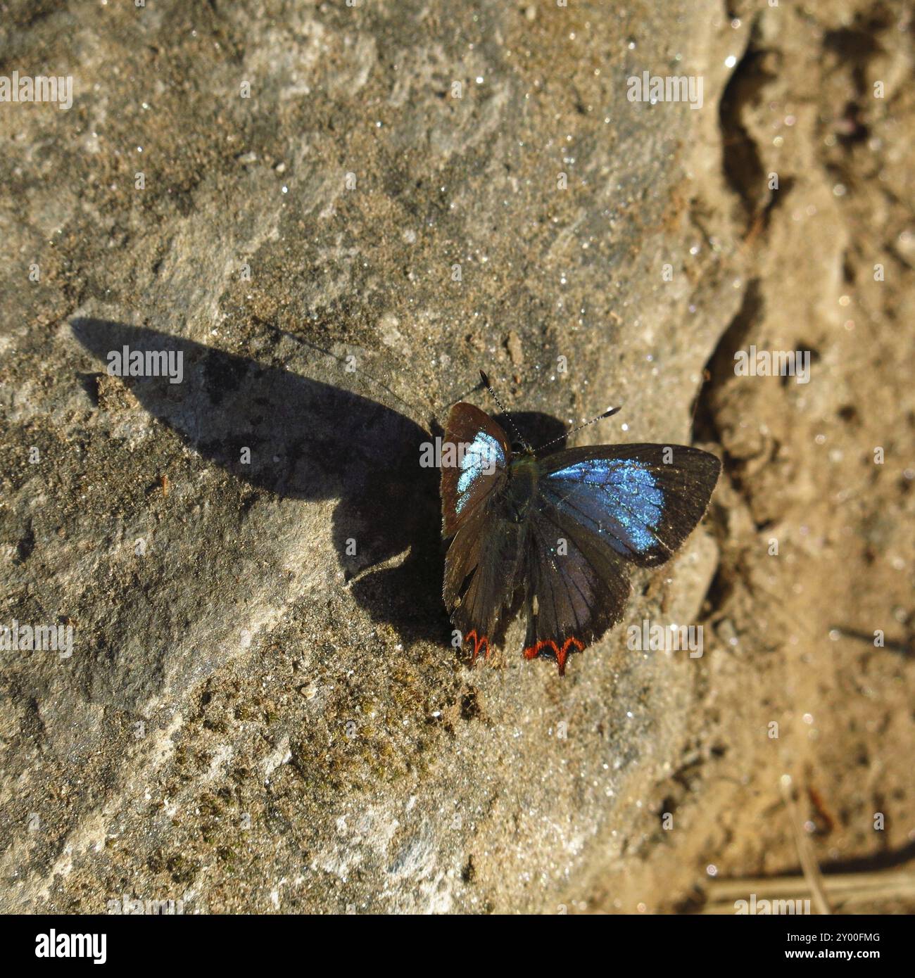 Brown and blue colored butterfly photographed in Nepal Stock Photo - Alamy