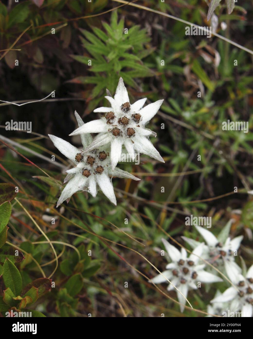 Himalayan edelweiss, growing in the Everest National Park, Nepal, Asia ...