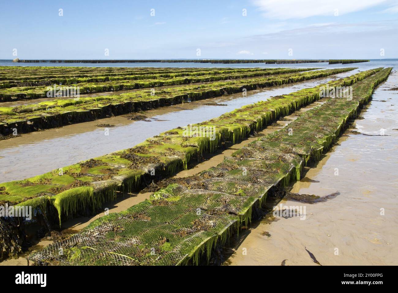 Oyster farm on the Channel Island of Jersey Stock Photo - Alamy