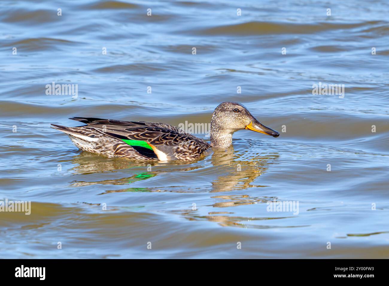 Eurasian teal / common teal / Eurasian green-winged teal (Anas crecca ...