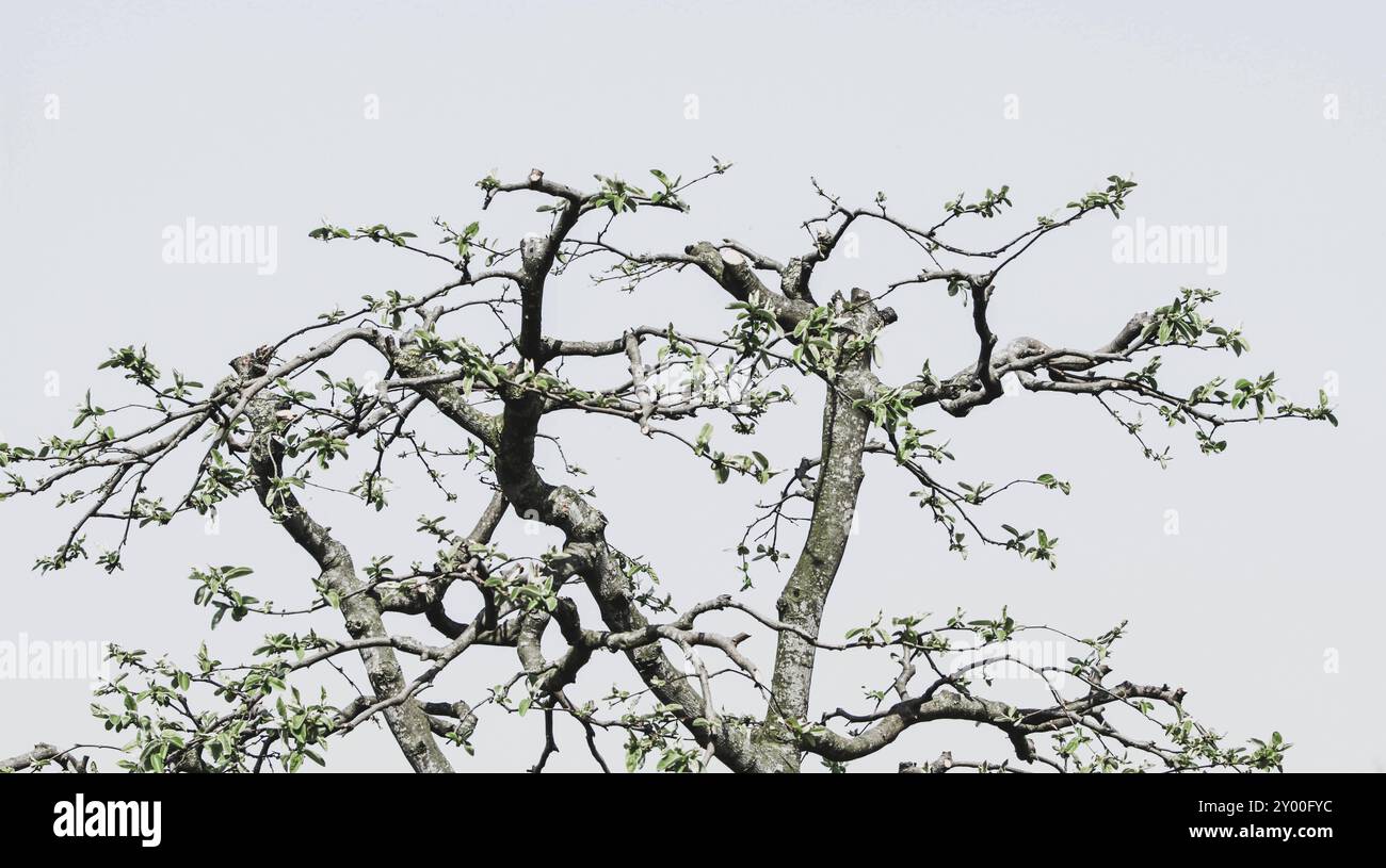 Well pruned trees hi-res stock photography and images - Alamy